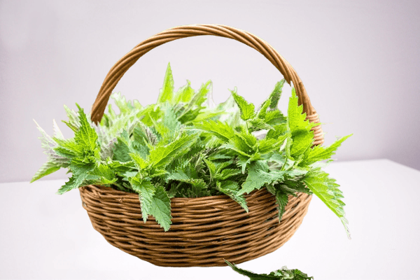 Les propriétés et bienfaits de l’ortie piquante | Herbonata