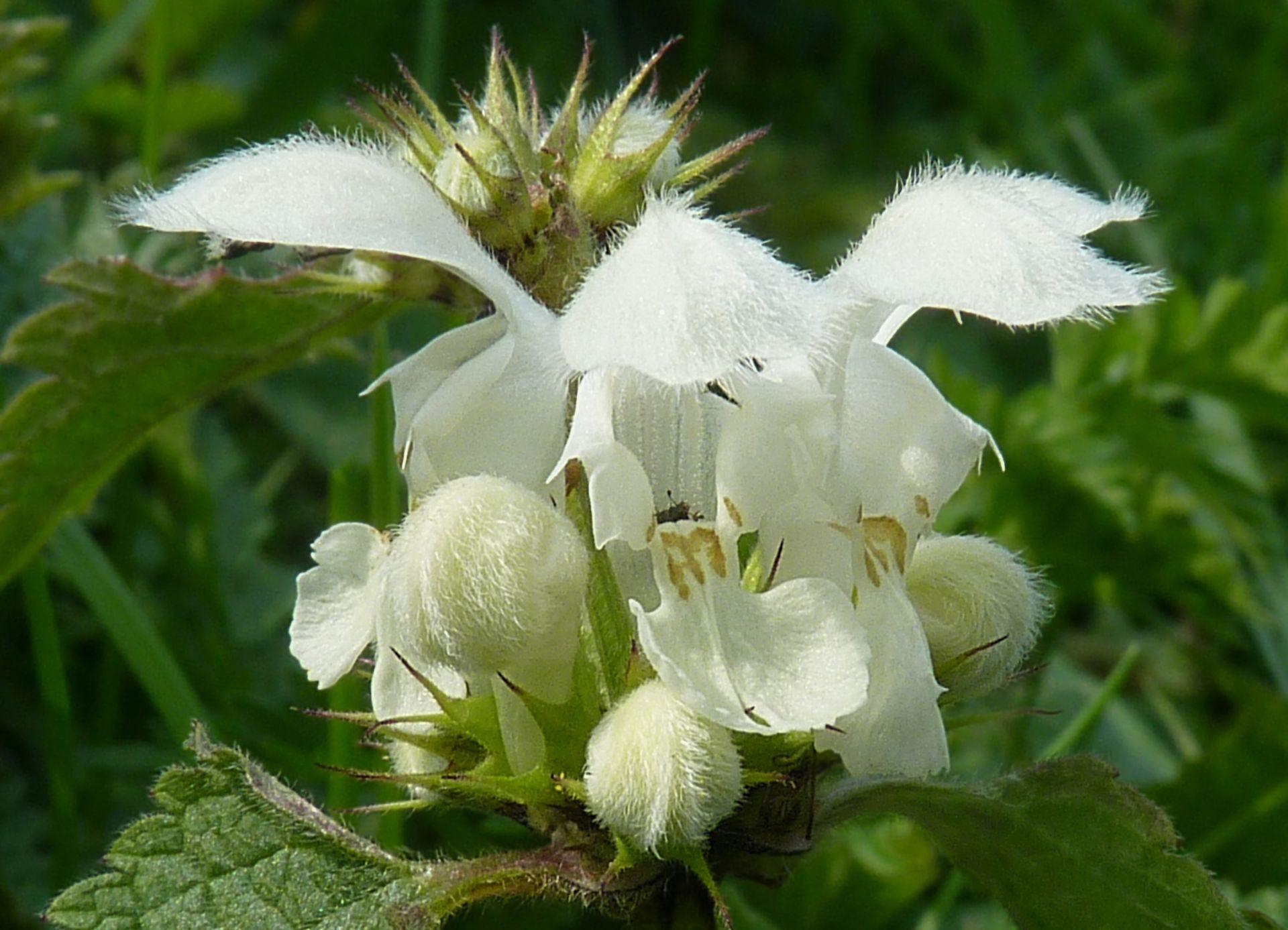 Les bienfaits et utilisations de l’Ortie blanche | Herbonata