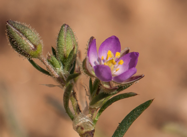 Les propriétés et bienfaits de la sabline rouge | Herbonata